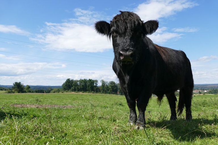 TIERE 1 – rinderwahnsinn.at